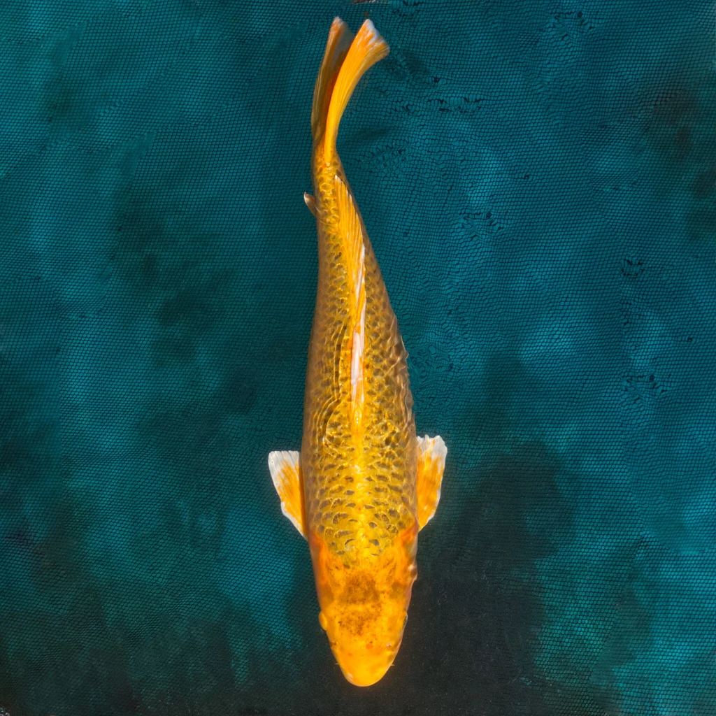 Koi kapr č. 117 Kin Matsuba 85 cm | Jazierka Banat