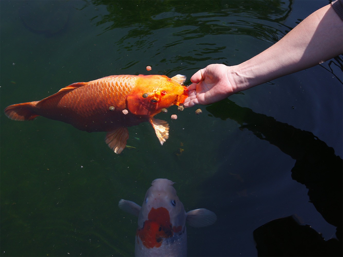 Ako a čím kŕmiť ryby? | Jazierka Banat